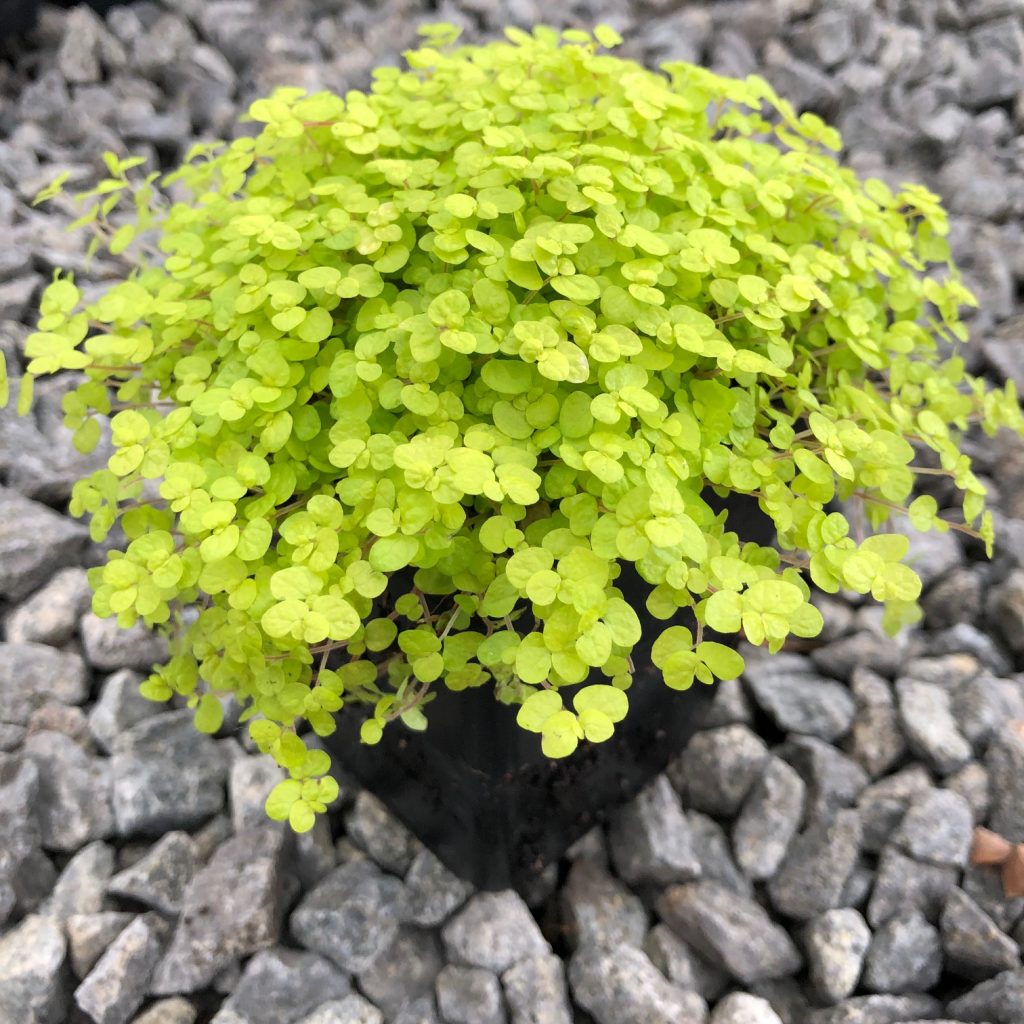 Soleirolia soleirolii 'Aurea' - Golden Baby's Tears (3.5" Pot) | Little ...