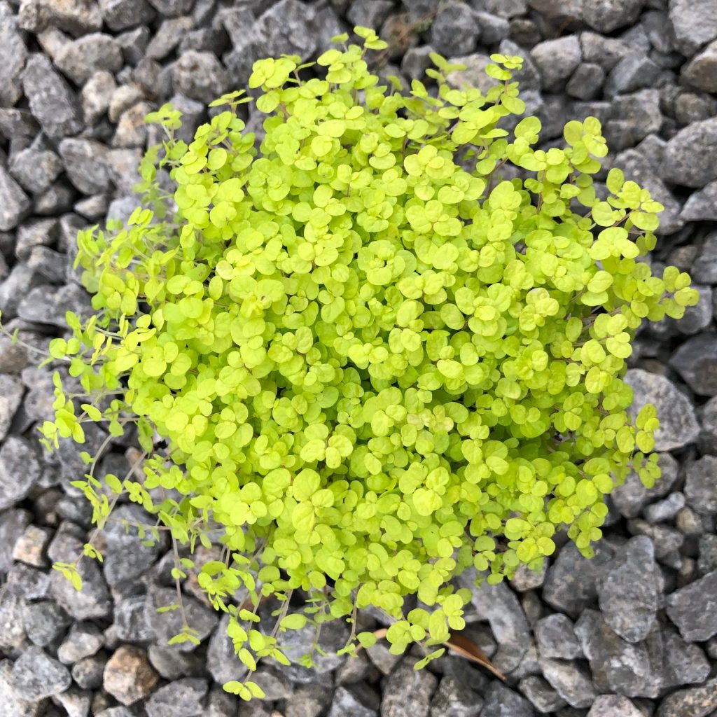 Soleirolia soleirolii 'Aurea' - Golden Baby's Tears (3.5" Pot) | Little ...