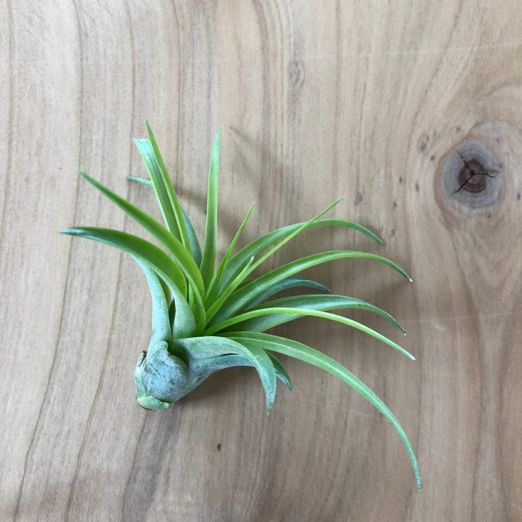Air Plant - Tillandsia brachycaulos v. multiflora (One Plant) | Little ...