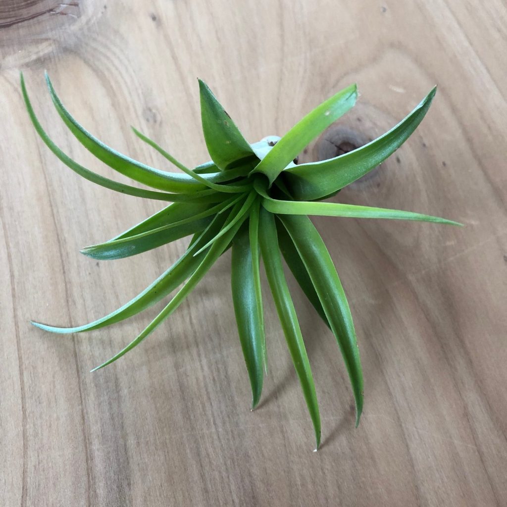 Air Plant - Tillandsia brachycaulos v. multiflora (One Plant) | Little ...