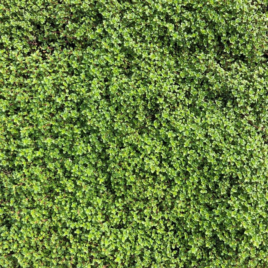Thymus praecox 'Coccineus' - Red Creeping Thyme (3.5" Pot) | Little ...