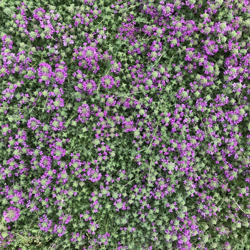 Thymus praecox 'Pink Chintz' - Pink Chintz Creeping Thyme (3.5" Pot ...