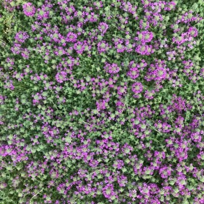 Thymus praecox 'Pink Chintz' - Pink Chintz Creeping Thyme (3.5" Pot ...