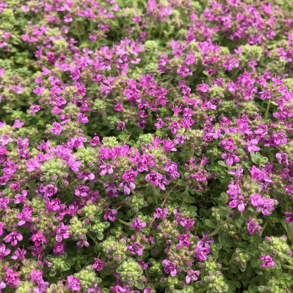 Thymus praecox 'Pink Chintz' - Pink Chintz Creeping Thyme (3.5" Pot ...