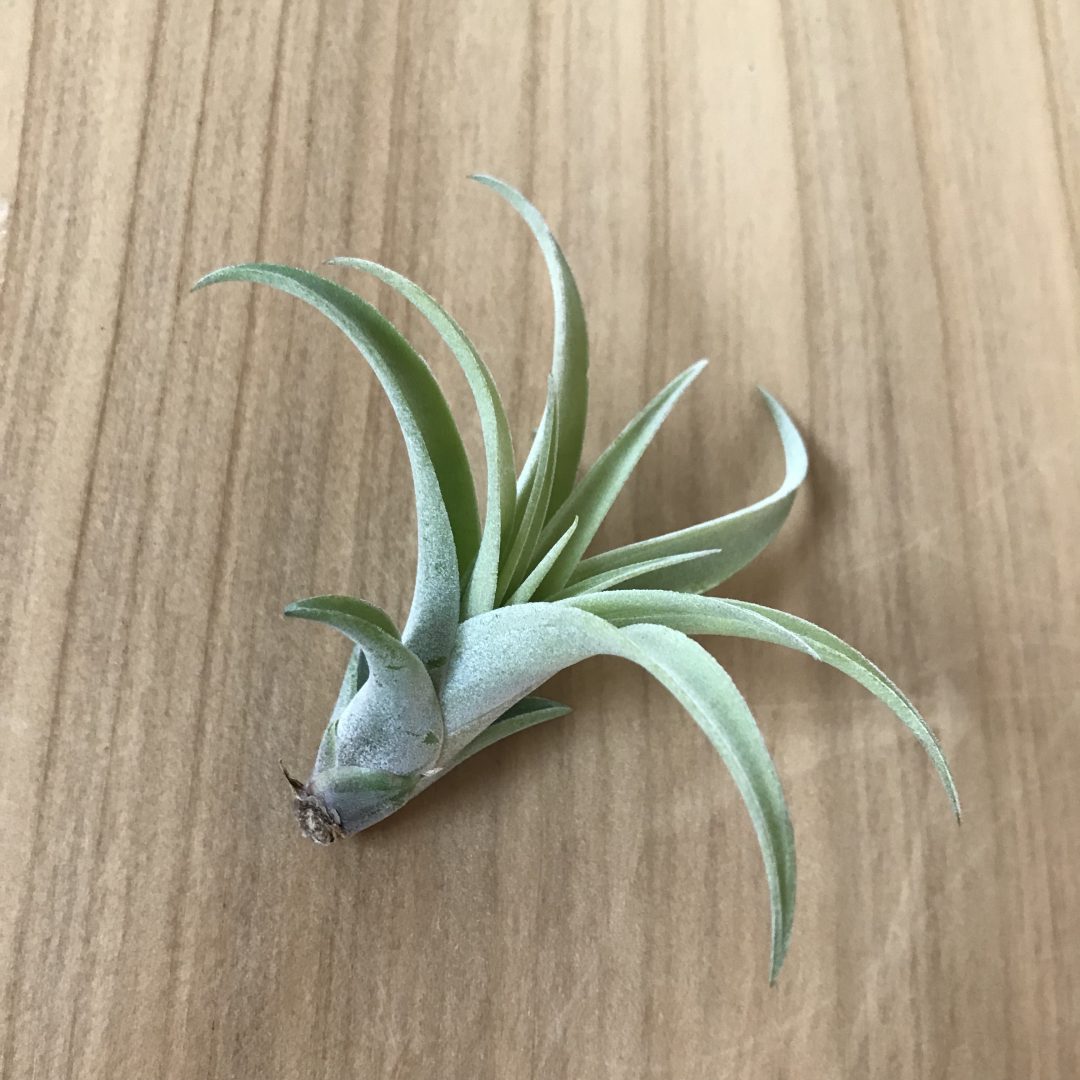 Air Plant - Tillandsia capitata 'Peach' (One Plant) | Little Prince of ...
