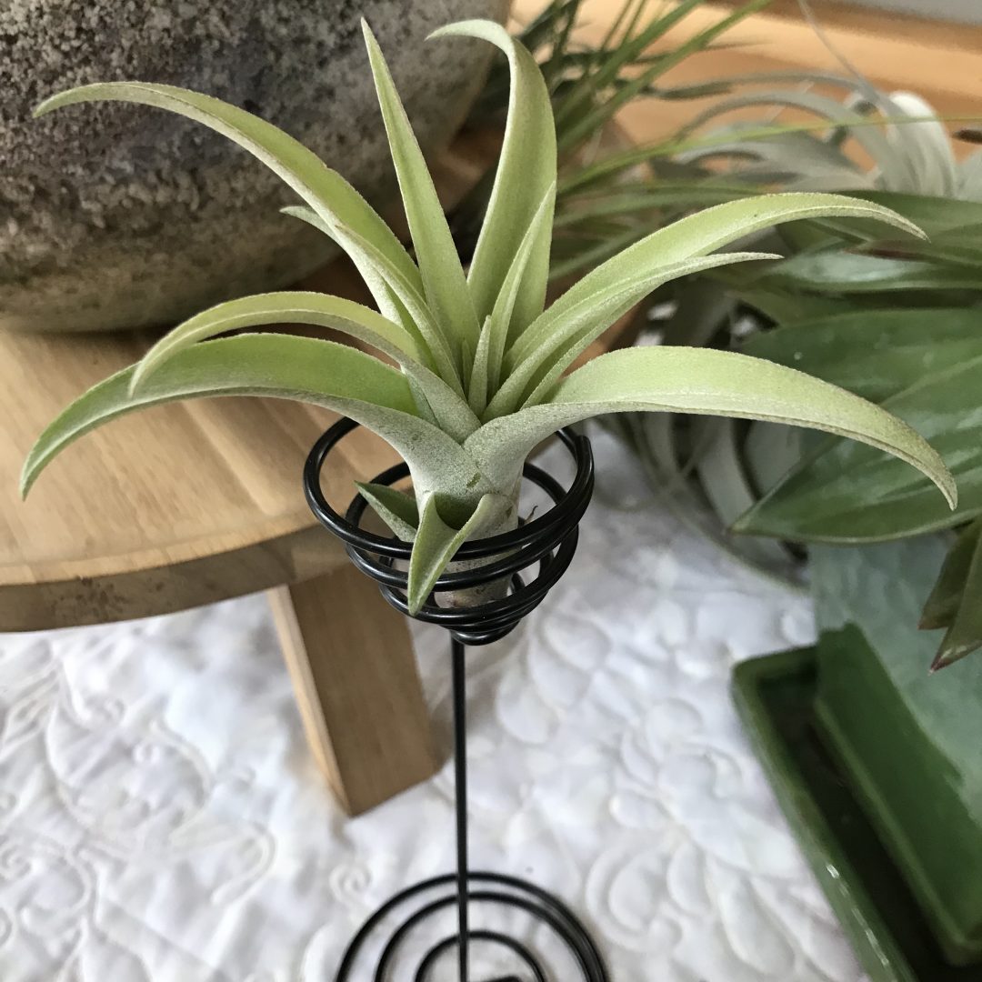 Air Plant - Tillandsia capitata 'Peach' (One Plant) | Little Prince of ...
