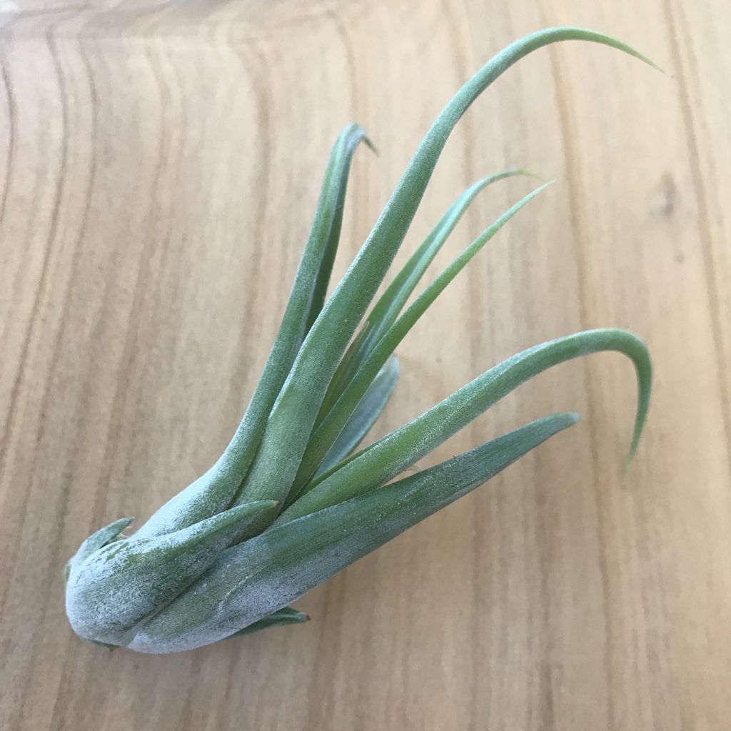 Air Plant - Tillandsia circinata (One Plant) | Little Prince of Oregon ...