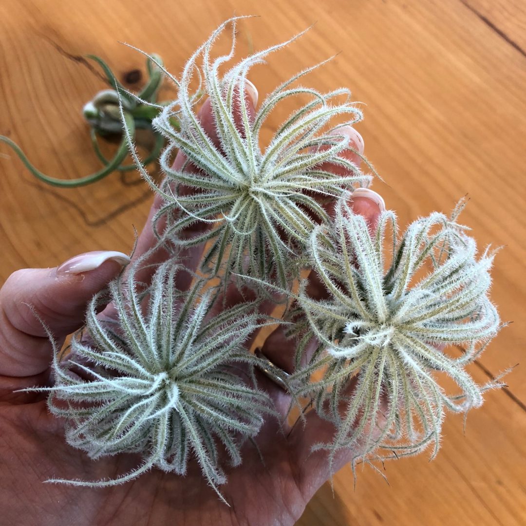 Air Plant - Tillandsia tectorum - Fuzzy Wuzzy (One Plant) RARE | Little ...
