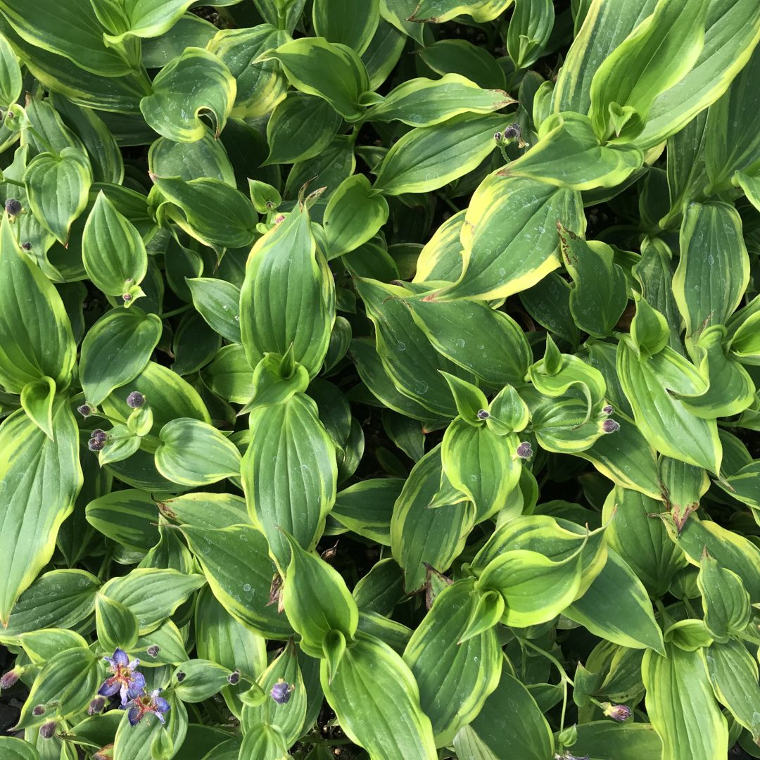 Tricyrtis formosana 'Samurai' - Toad Lily (4.5" Pot) | Little Prince of ...