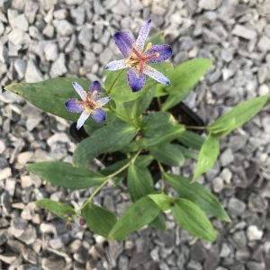 Tricyrtis hirta 'Blue Wonder' - Toad Lily (4.5" Pot) | Little Prince of ...