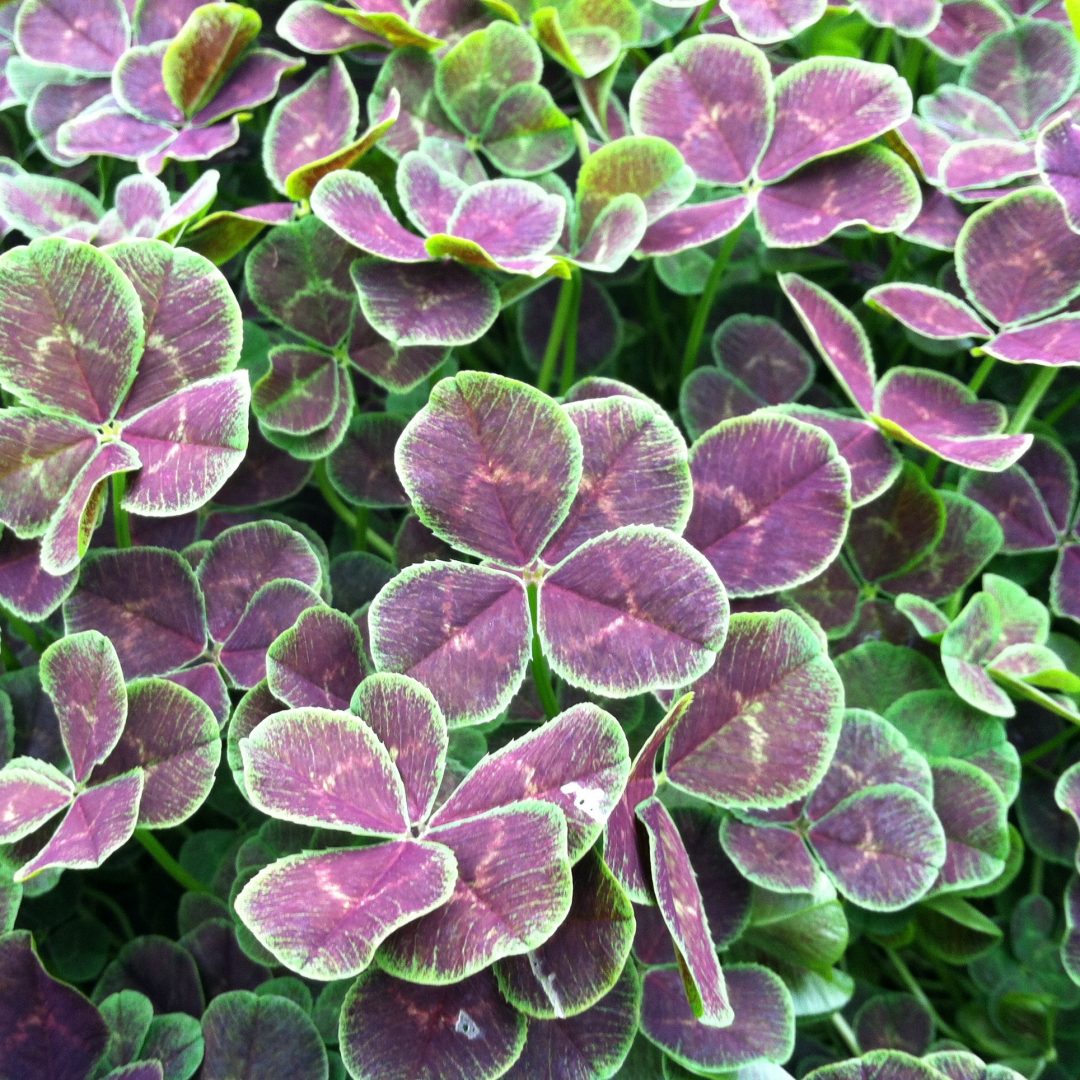 Trifolium repens 'Atropurpureum' - Dutch Clover (3.5" Pot) | Little ...