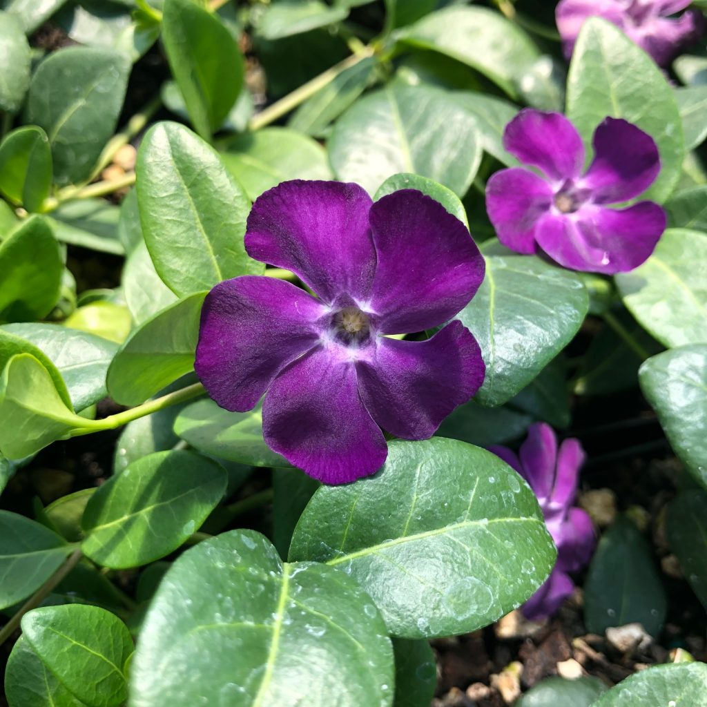 Vinca minor 'Atropurpurea' - Wine Periwinkle (3.5" Pot) | Little Prince ...