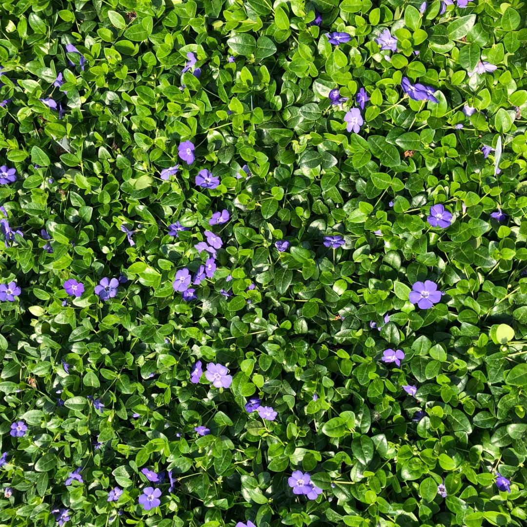 Vinca minor 'Bowles' - Blue Periwinkle (3.5" Pot) | Little Prince of ...