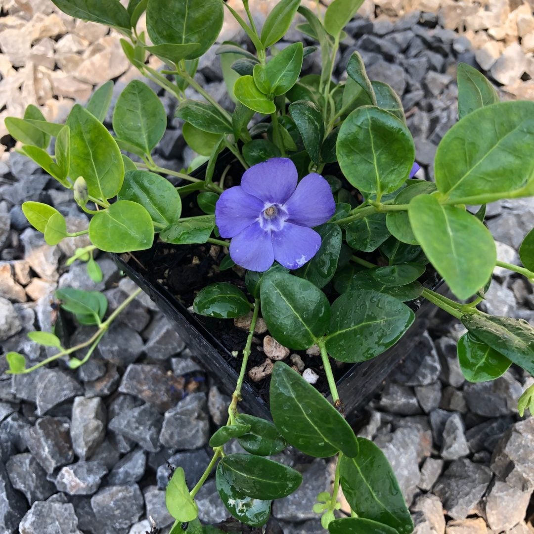 Vinca minor 'Bowles' - Blue Periwinkle (3.5" Pot) | Little Prince of ...