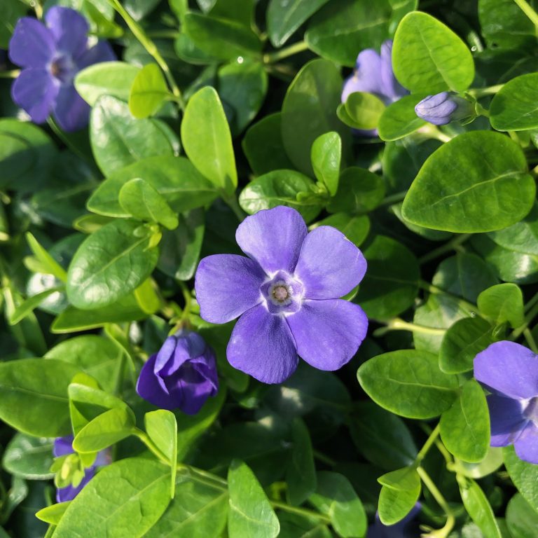 Vinca minor 'Bowles' - Blue Periwinkle (3.5" Pot) | Little Prince of ...