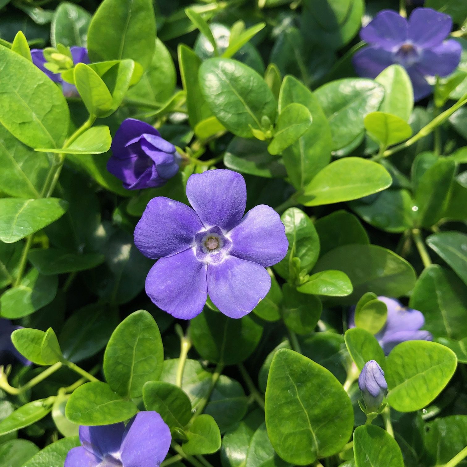 Vinca Minor Vinca Minor