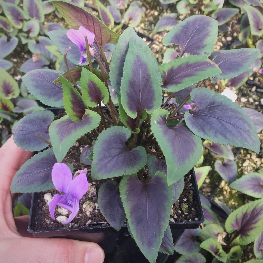 Viola 'Heartthrob' - Hardy Violet USPP #19,996 (4.5" Pot) | Little ...