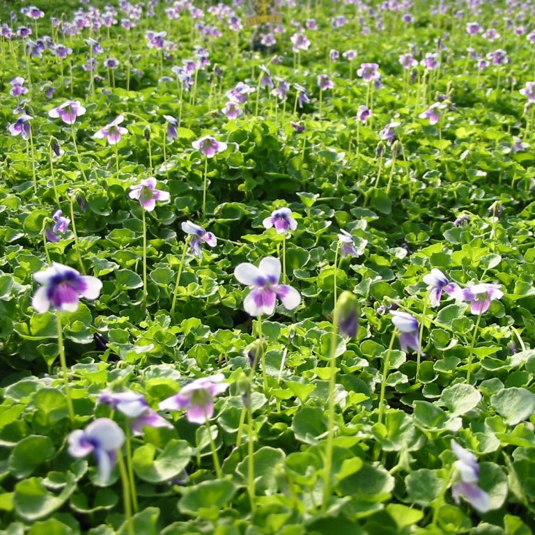 Viola hederacea - Australian Violet (3.5" Pot) | Little Prince of ...