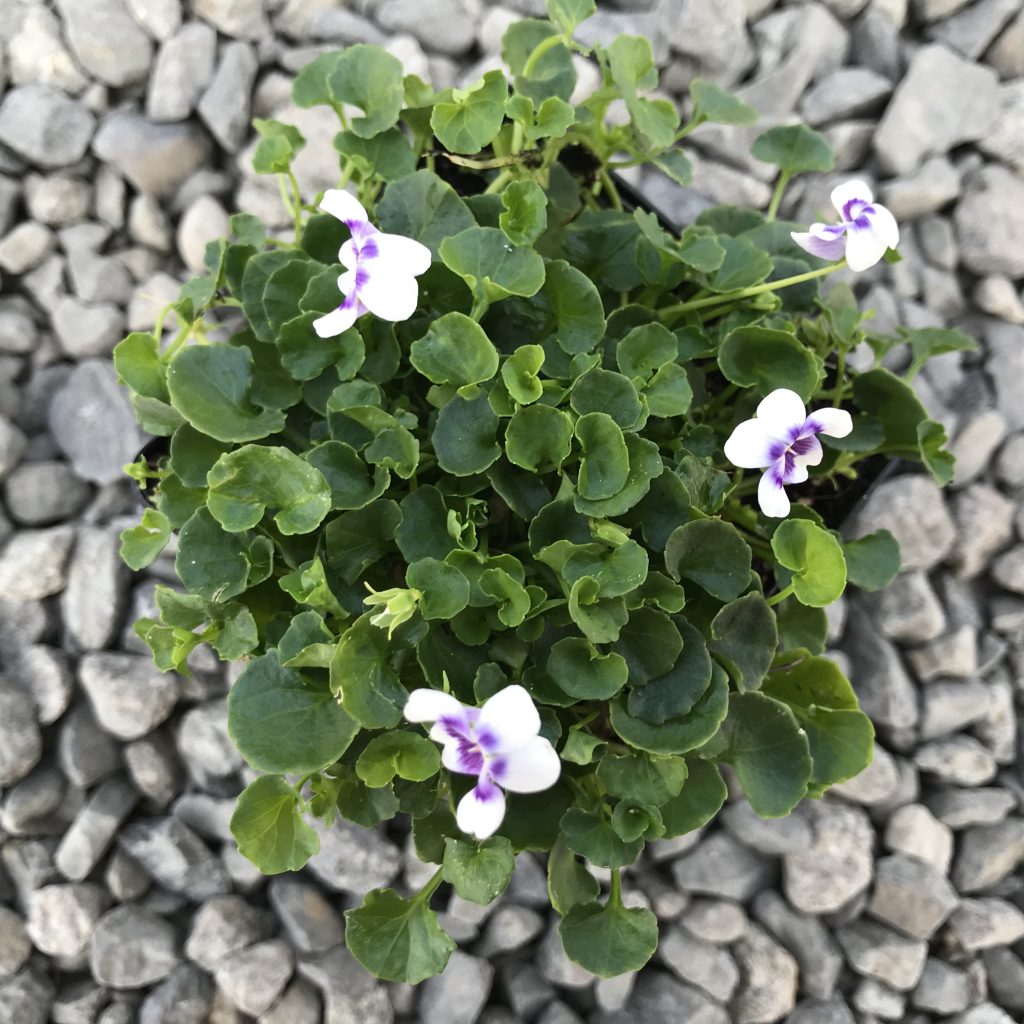 Viola hederacea - Australian Violet (3.5" Pot) | Little Prince of ...